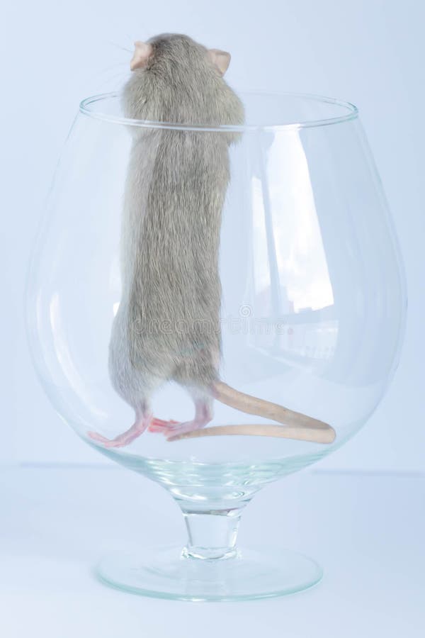 270 Transparent Rat Stock Photos - Free & Royalty-Free Stock Photos ...