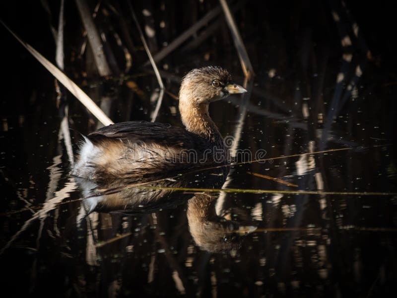 Cute little grebe in water stock image. Image of bird - 178729857