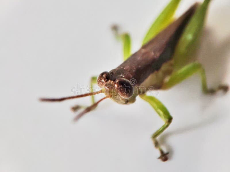 183 Cute Little Green Grasshopper Stock Photos - Free & Royalty-Free ...