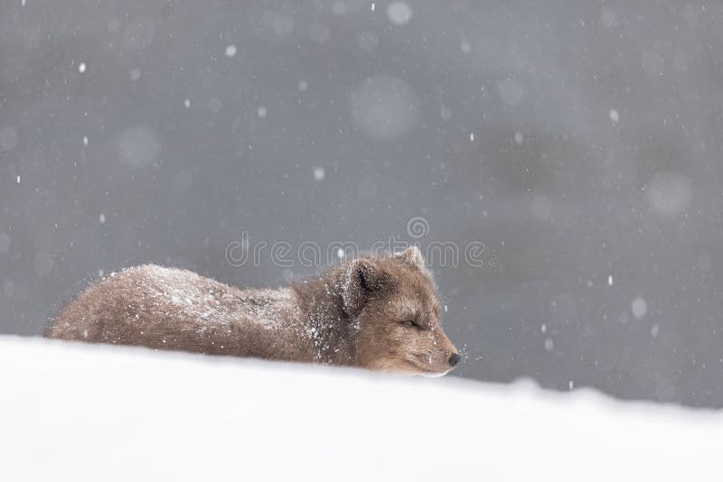 Cute Little Grey Arctic Fox Laying in the Snow while Squinting Under ...