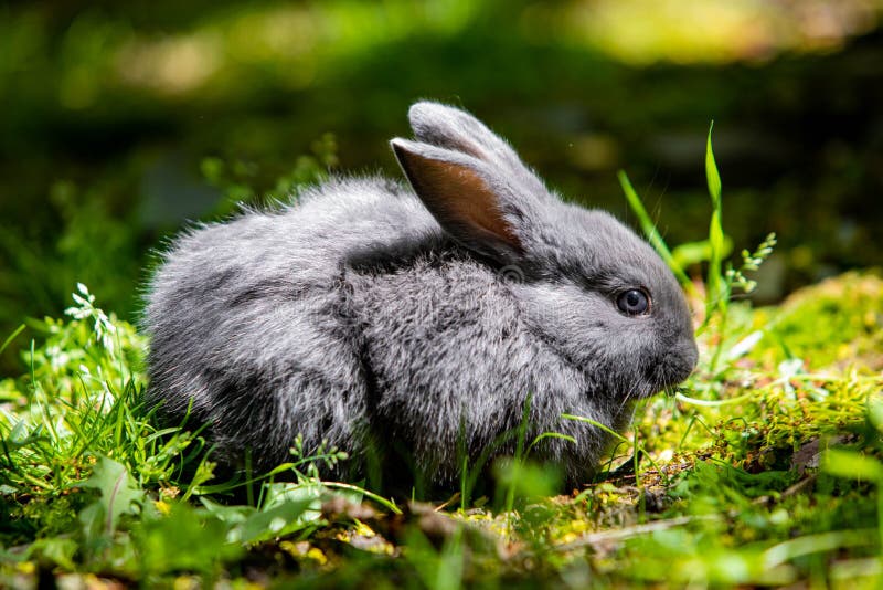 Rabbit on grass stock photo. Image of nature, close, grass - 7430844