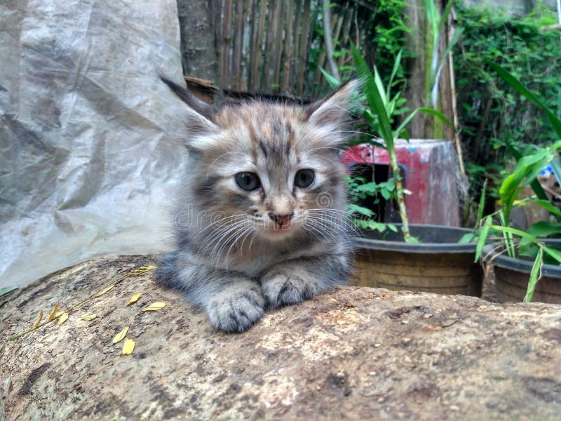 Cute little grey Cat stock image. Image of cute, wildlife - 229909523