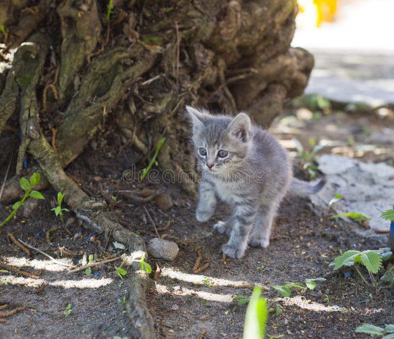 Cute little grey kitten stock photo. Image of orange - 40922610