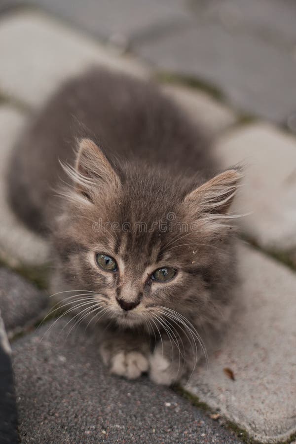 Cute Little Grey Kitten with Green Eyes Relaxing, Closeup Stock Photo ...