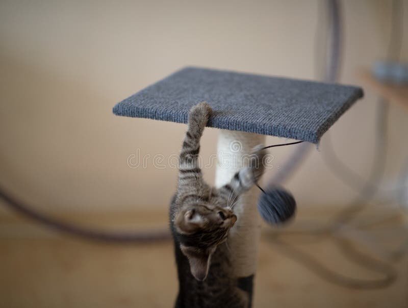 A Cute Little Grey Kitten Playing with a Scratching Post Stock Image ...