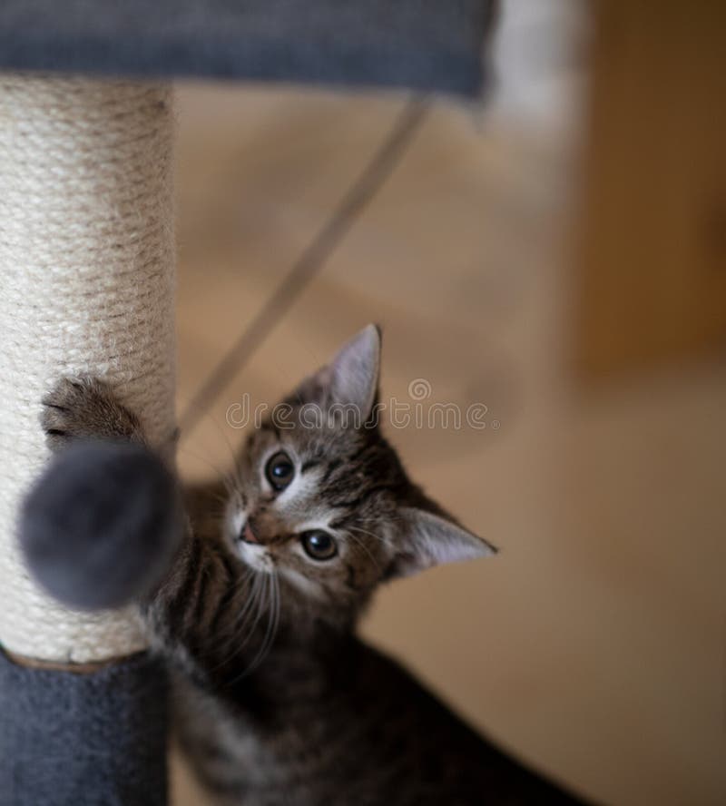 A Cute Little Grey Kitten Playing with a Scratching Post Stock Photo ...