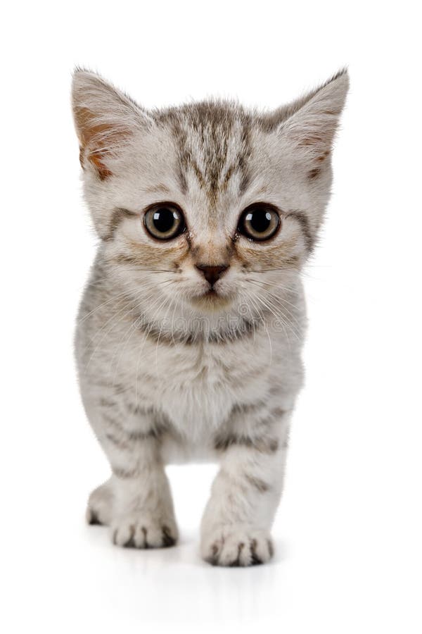 Little grey kitten stock photo. Image of pink, wool, sleeping - 8101526