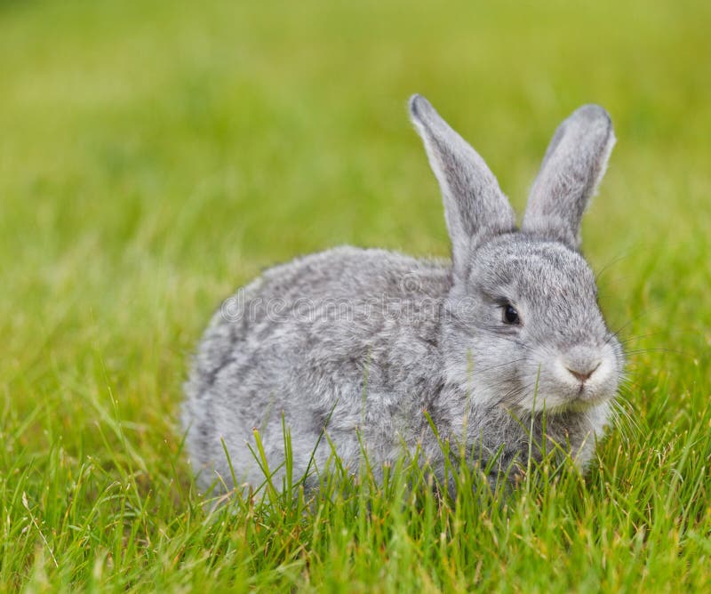 Cute grey rabbit on white stock photo. Image of fluffy - 30110480
