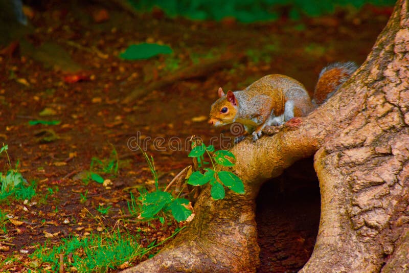 A Cute Little Grey Squirrel Stock Photo - Image of arena, closeup ...