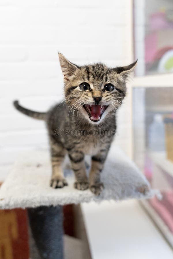 Cute Little Grey Striped Young Cat or Kitten Meowing at the Camera ...