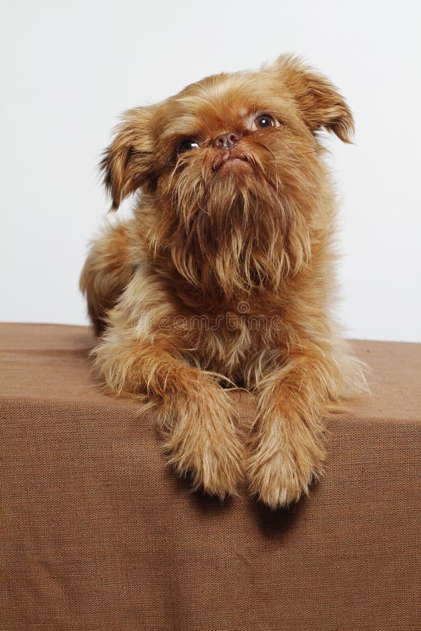 Cute little griffon dog stock image. Image of studio - 23486425