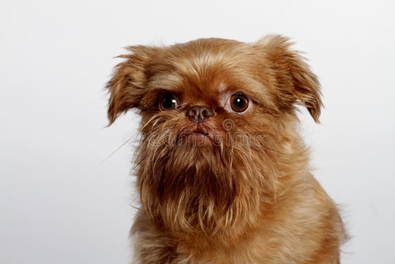 Cute little griffon dog stock image. Image of studio - 23486425