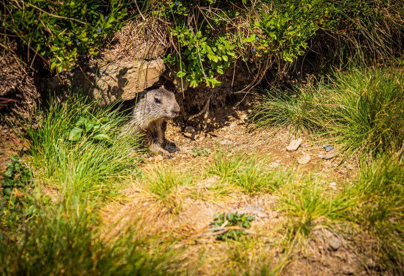 Cute Little Groundhog Pup Peeking Out of Its Burrow Stock Photo - Image ...