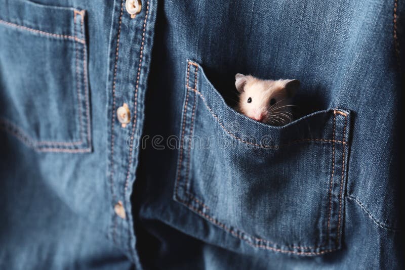 Cute Little Hamster in Pocket of Blue Denim Shirt Stock Photo - Image ...