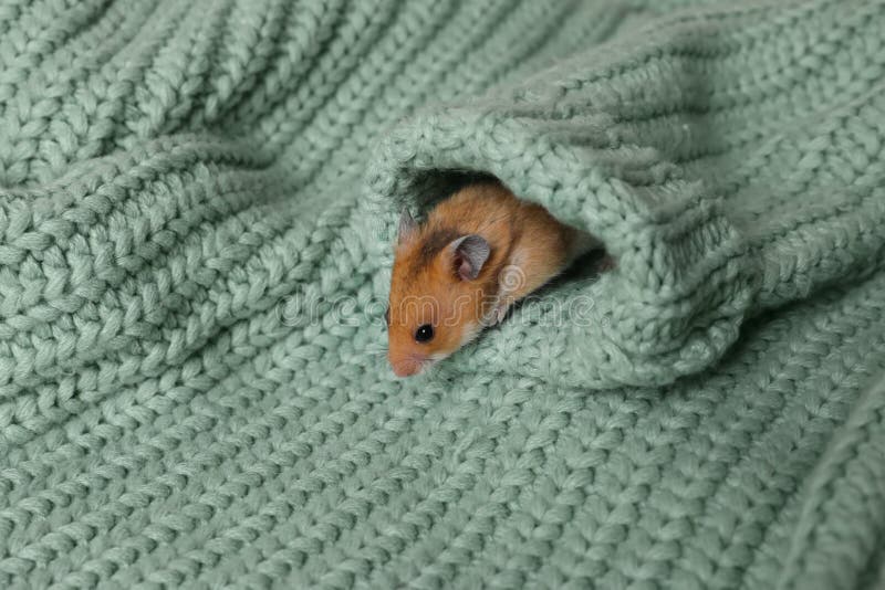 Cute Little Hamster in Sleeve of Green Knitted Sweater, Space for Text ...