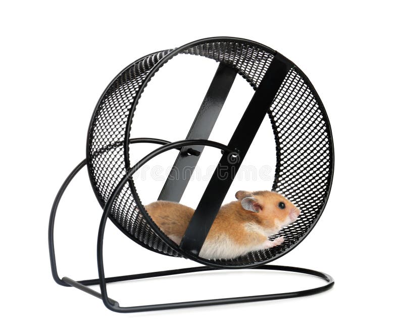 Cute Little Hamster in Spinning Wheel on White Background Stock Photo ...