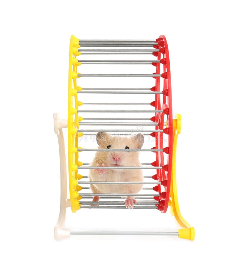 Cute Little Hamster in Spinning Wheel on White Background Stock Image ...