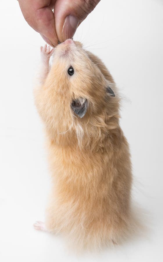 Little Hamster Posing on a Log Stock Photo - Image of posing, hamster ...