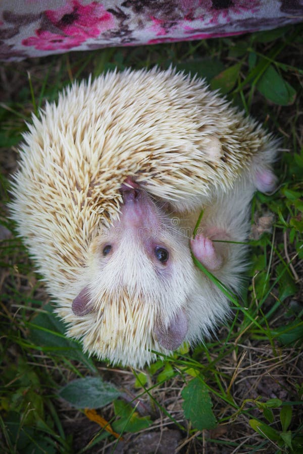 Cute Little Hedgehog Curled Up Stock Photo - Image of needles, round ...