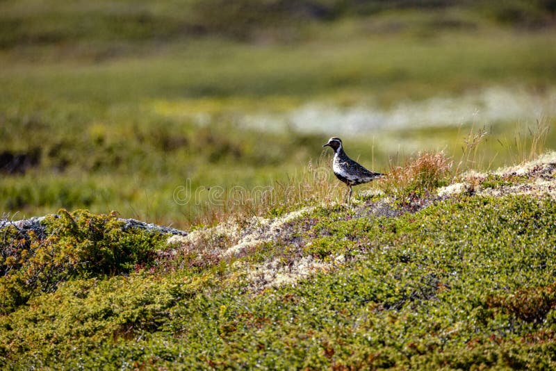 Cute Little Heilo Bird Standing on the Grass Stock Image - Image of ...