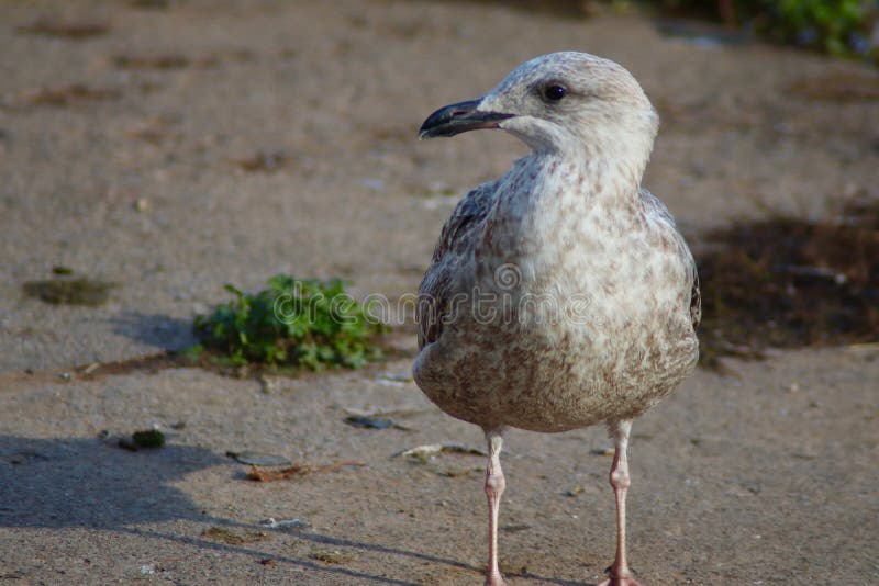 A Cute Little Herring Gull in the River Stock Image - Image of river ...