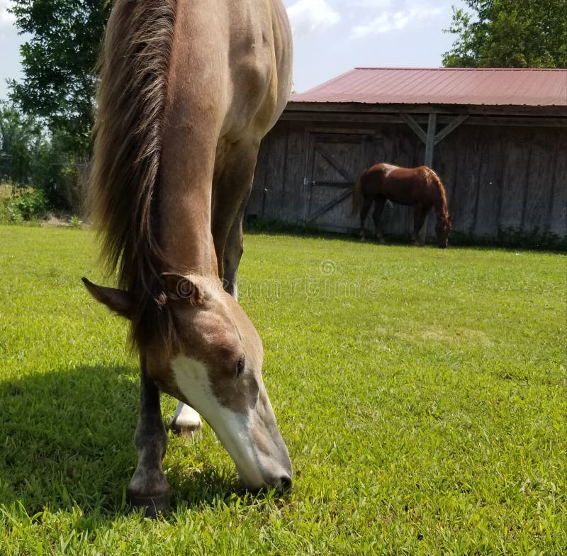Bowing horse stock photo. Image of bowing, horses, warmbood - 2979520