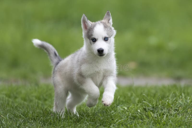 Cute little husky puppy stock image. Image of adorable - 92063857