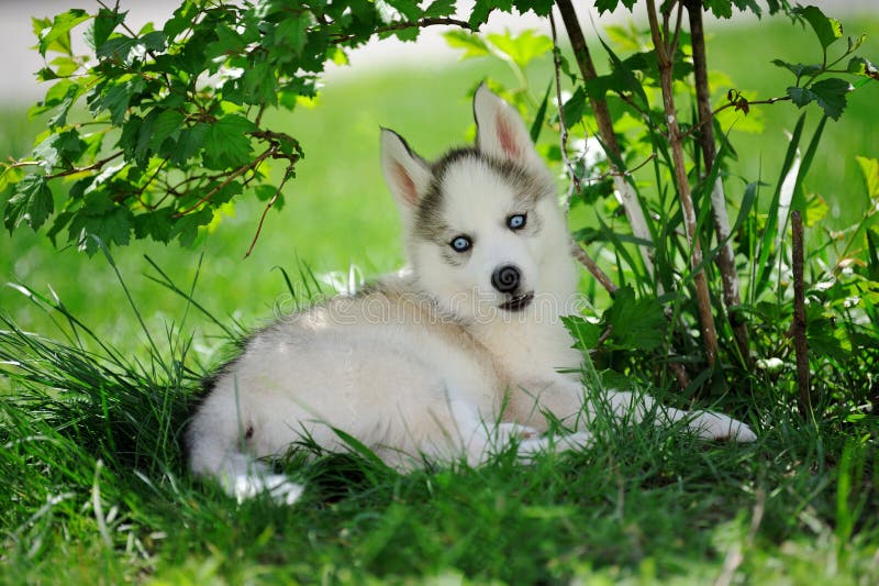 Cute little husky puppy stock photo. Image of looking - 92063878