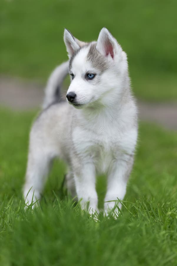 Cute little husky puppy stock photo. Image of outdoor - 92064114