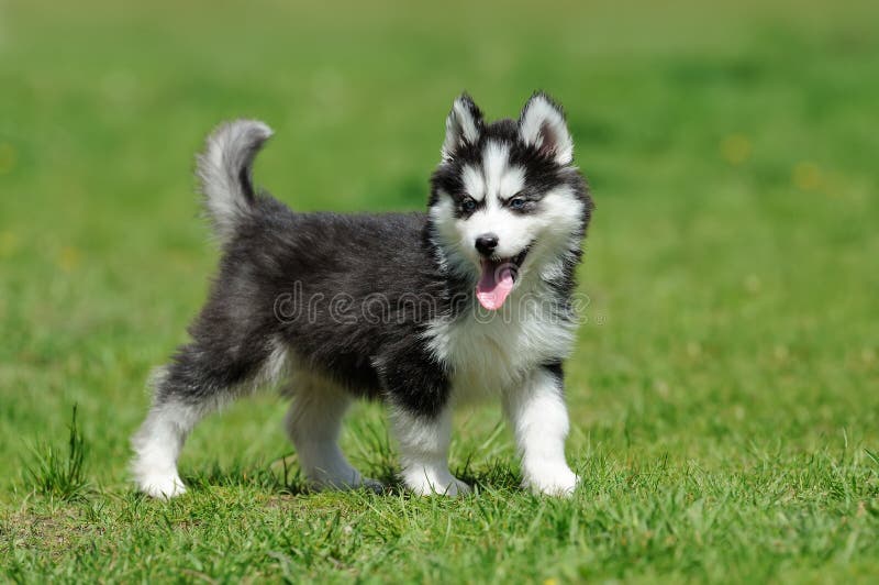 Cute little husky puppy stock image. Image of funny, friendship - 92833343