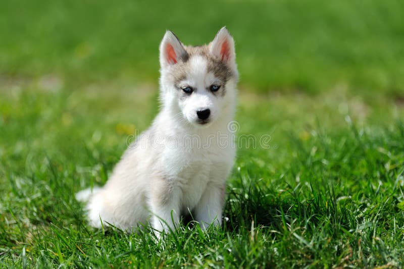 Cute little husky puppy stock image. Image of adorable - 92063877