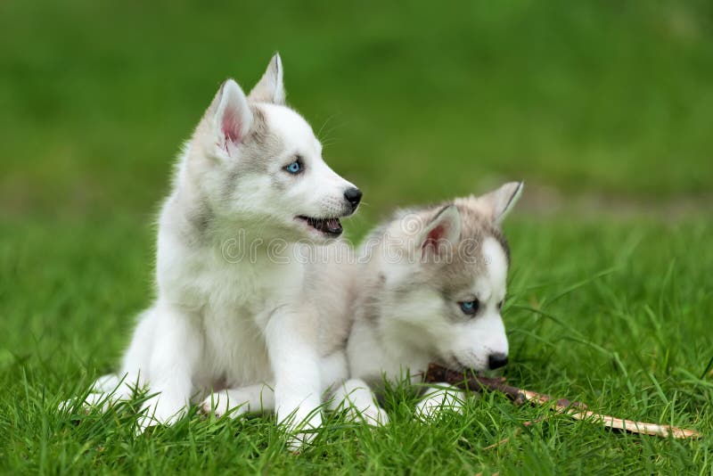 Cute little husky puppy stock image. Image of canine - 92833575