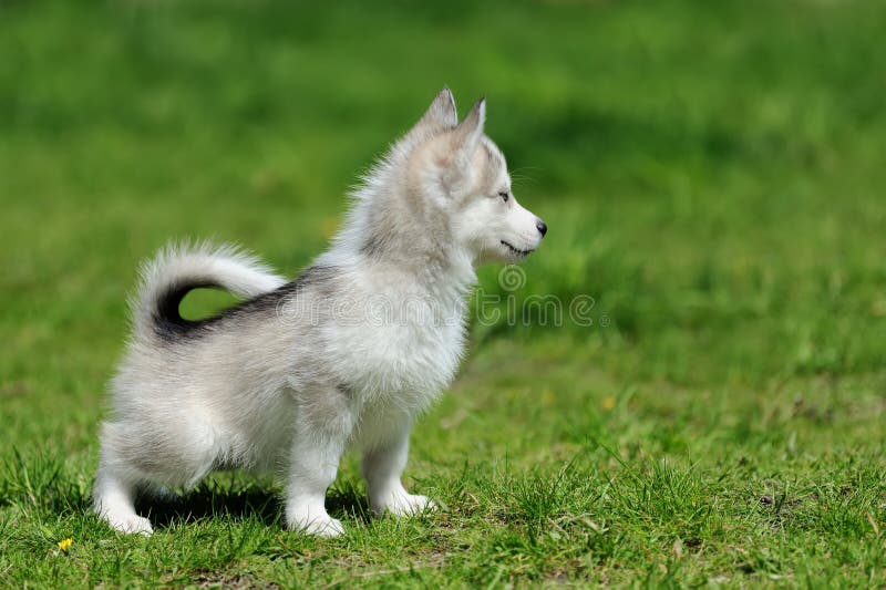 Cute little husky puppy stock photo. Image of park, breed - 92833588