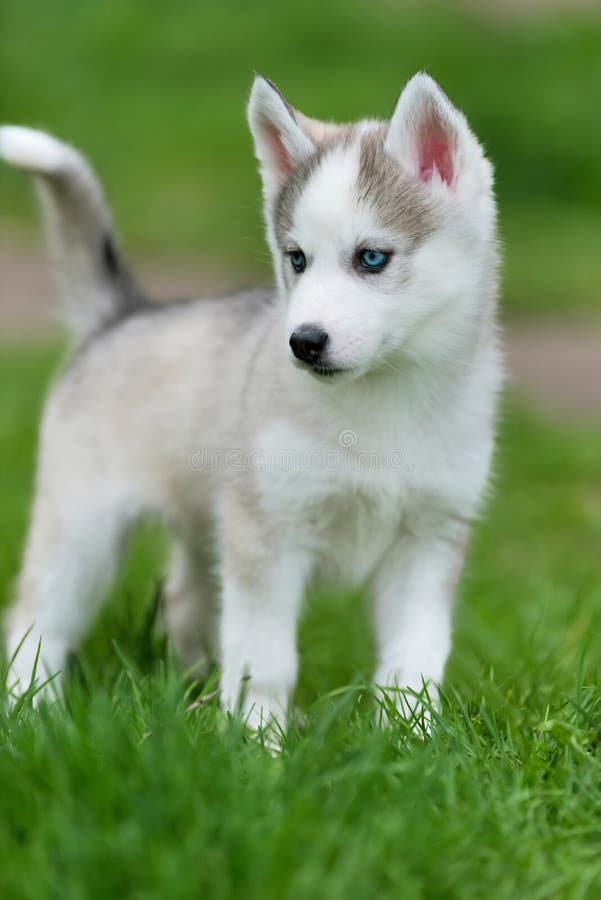 Cute little husky puppy stock image. Image of looking - 92833985