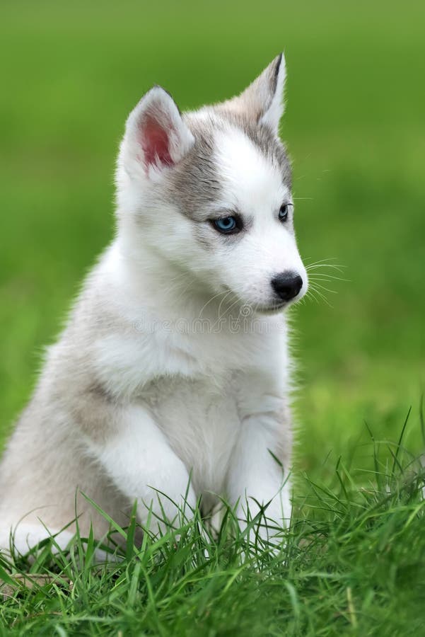 Cute little husky puppy stock photo. Image of green, park - 93293846
