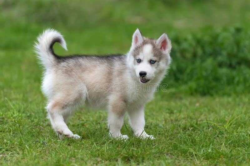 Cute little husky puppy stock photo. Image of park, funny - 93293868