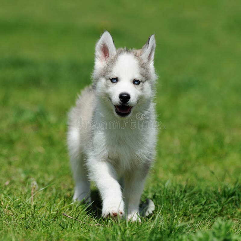 Cute little husky puppy stock photo. Image of green, adorable - 93809750