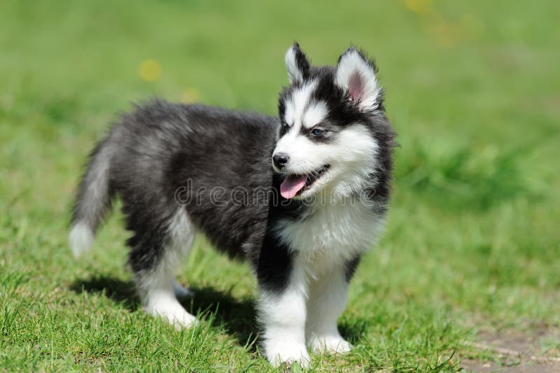Cute little husky puppy stock photo. Image of friendship - 93809794
