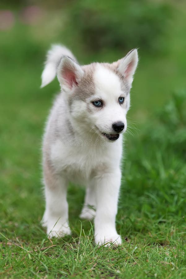 Cute little husky puppy stock photo. Image of little - 93809930