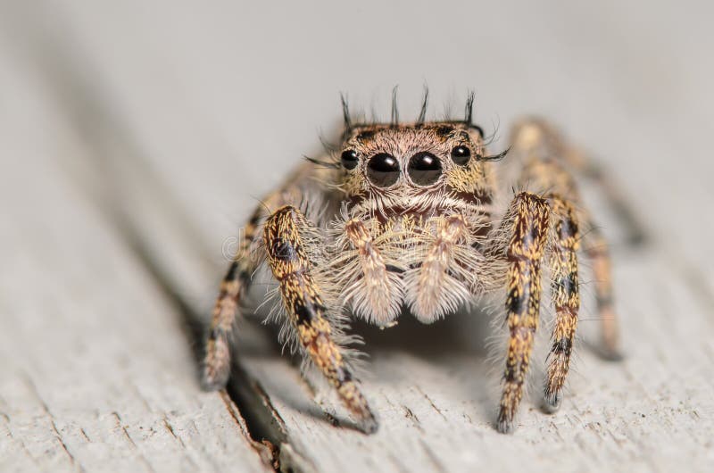 Jumping spider looking sad stock image. Image of spider - 38786907