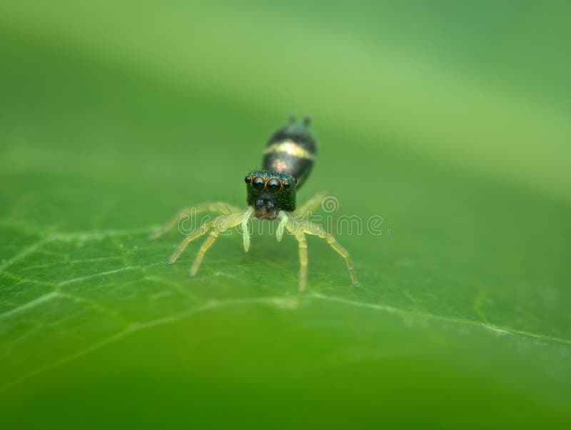 Cute Little Jumping Spider on the Leaf Stock Photo - Image of nature ...