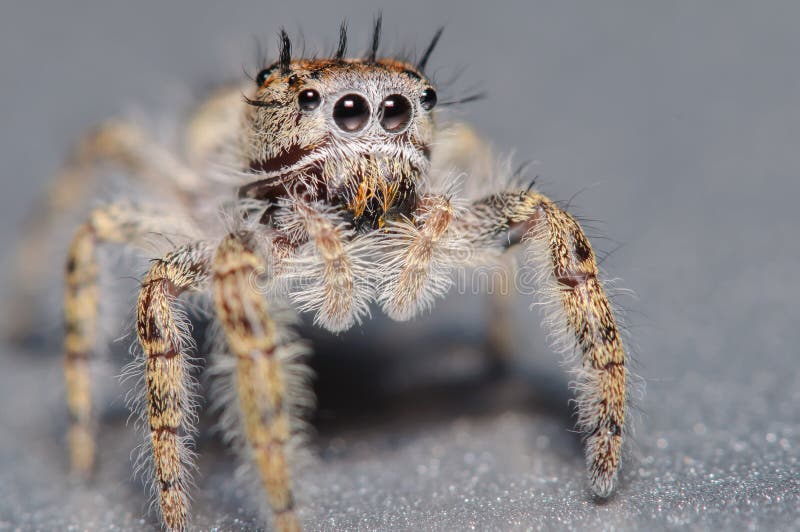 Cute little jumping spider stock image. Image of spring - 38786909
