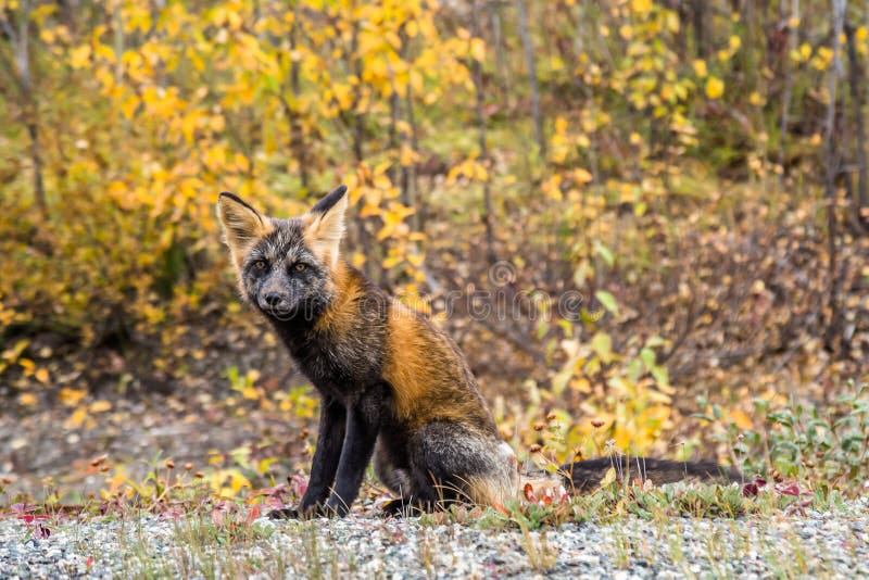 Cute Little Kit Fox Staring at the Camera in the Yukon Territory in ...
