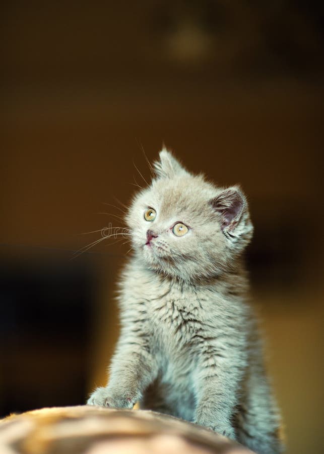 Cute little kitten stock image. Image of purebred, green - 150885853
