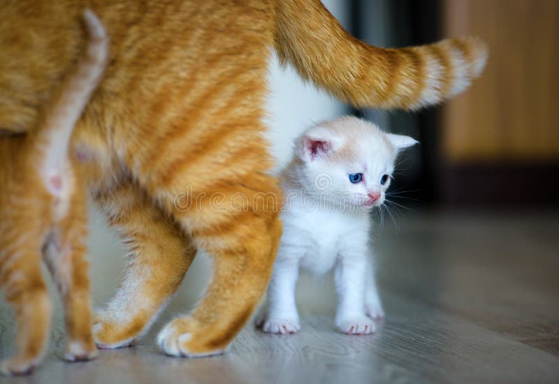 Cute little kitten stock image. Image of little, fluffy - 153471025