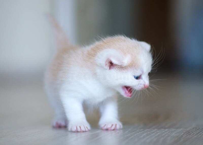 Cute little kitten stock image. Image of lying, beautiful - 153471581