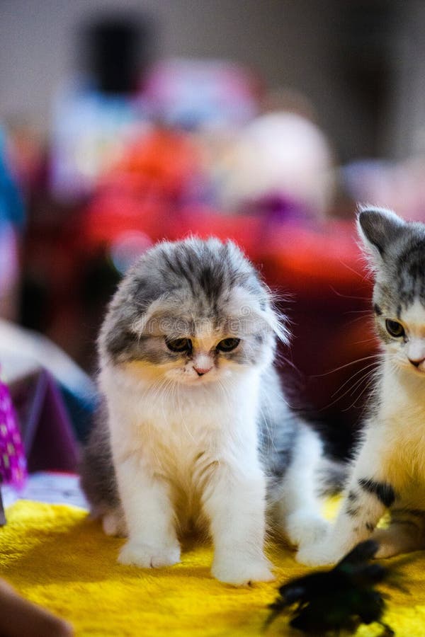 Cute little kitten stock photo. Image of little, baby - 156043560