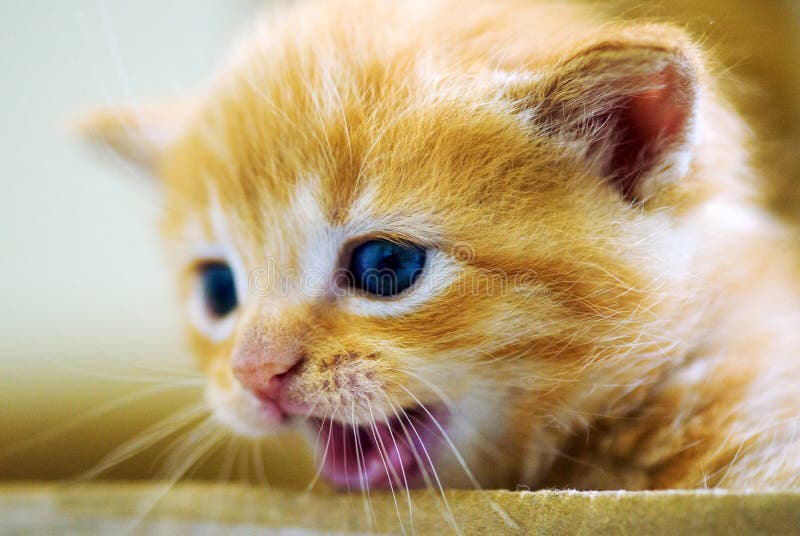 Cute little kitten stock photo. Image of pretty, gray - 156063972