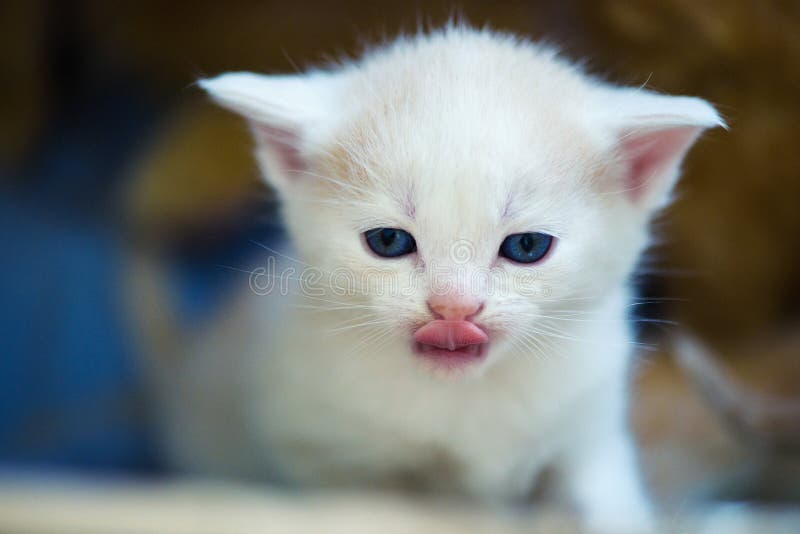 Cute little kitten stock image. Image of breed, looking - 156064089