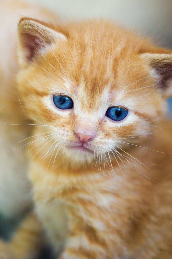 Cute little kitten stock photo. Image of looking, purebred - 156064096